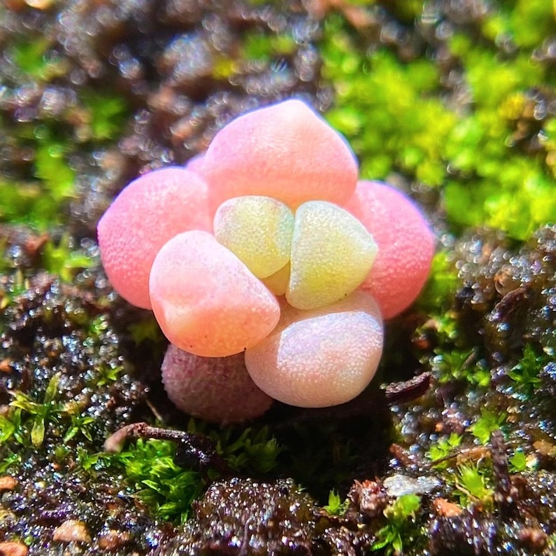 Echeveria Mia Seeds: Rare Pink Succulent (10 Seeds) - Etsy