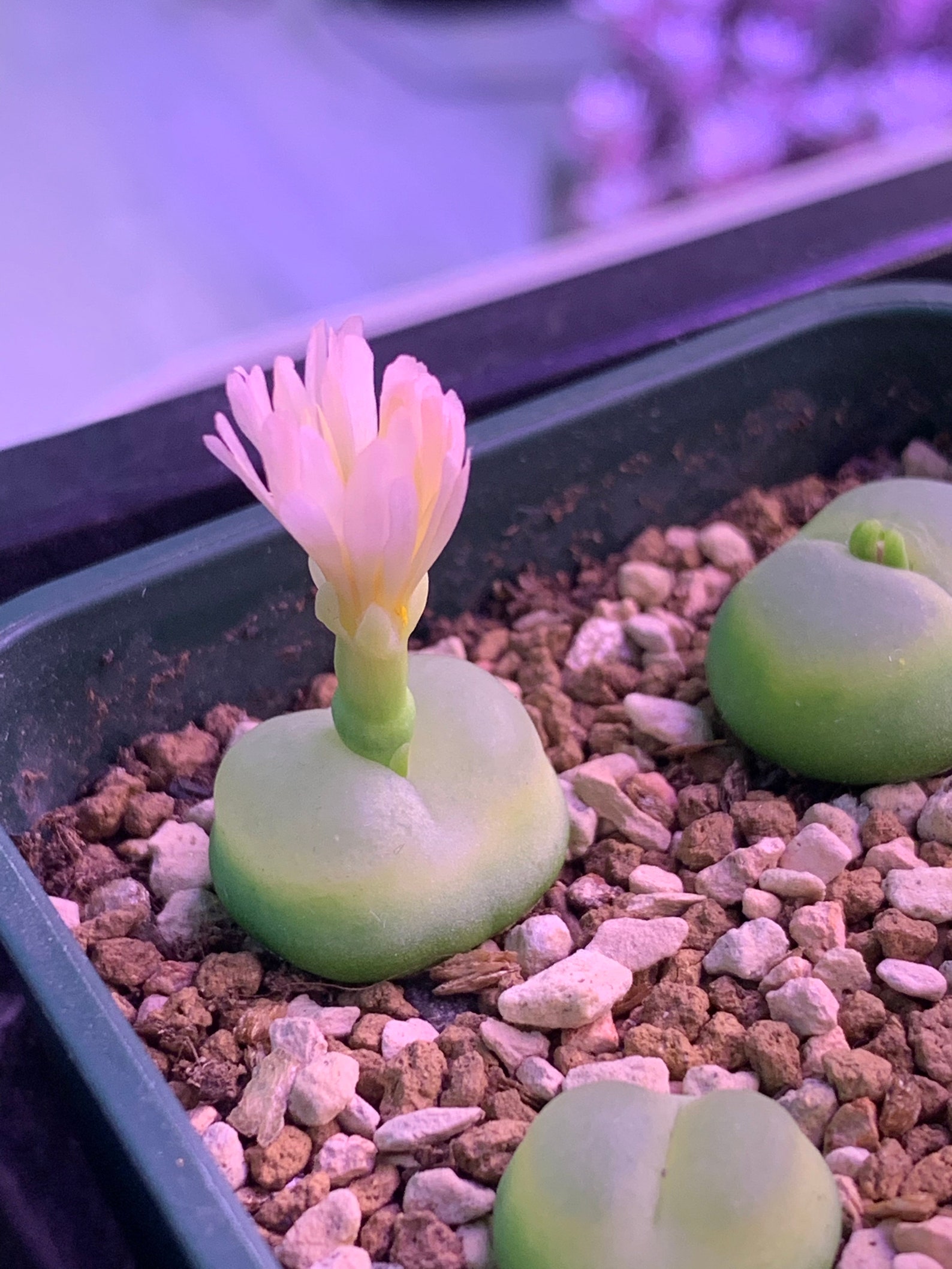 Rare Succulent Conophytum Ratum SH1200 5 Seeds - Etsy