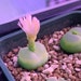 Rare Succulent, Conophytum Ratum SH1200, 5 Seeds - Etsy