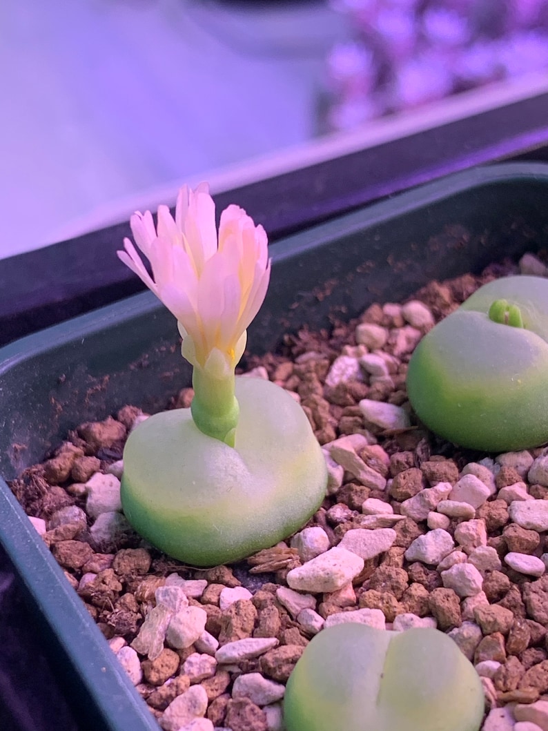 Rare Succulent Conophytum Ratum SH1200 5 Seeds - Etsy