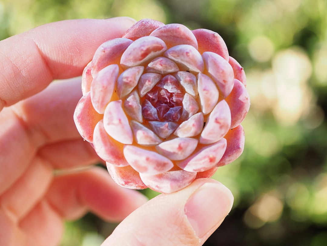 Real Plants, Echeveria Frostberry Delight - Etsy