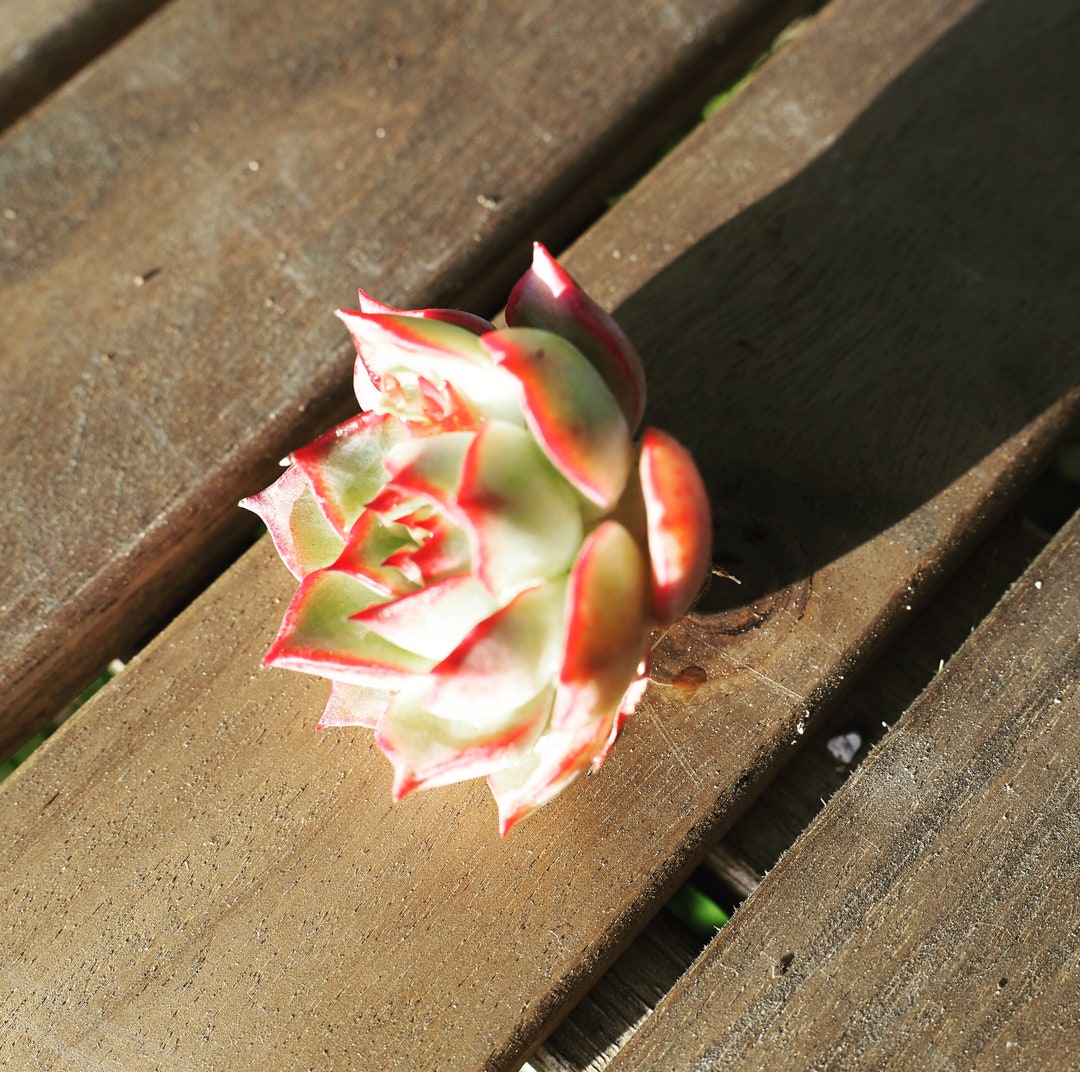 Rare Plants, Echeveria 'yeon-deung' - Etsy