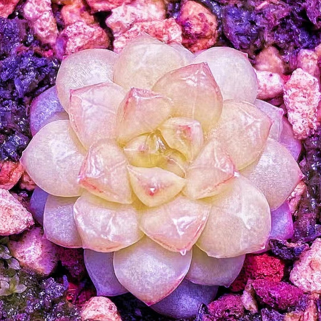 Rare Succulent Seeds, Echeveria Japanese Moonlit Veil, 10 Seeds [SEEDS ...
