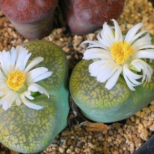 Lithops Aucampiae 'jackson's Jade' C395, 10 Seeds - Etsy