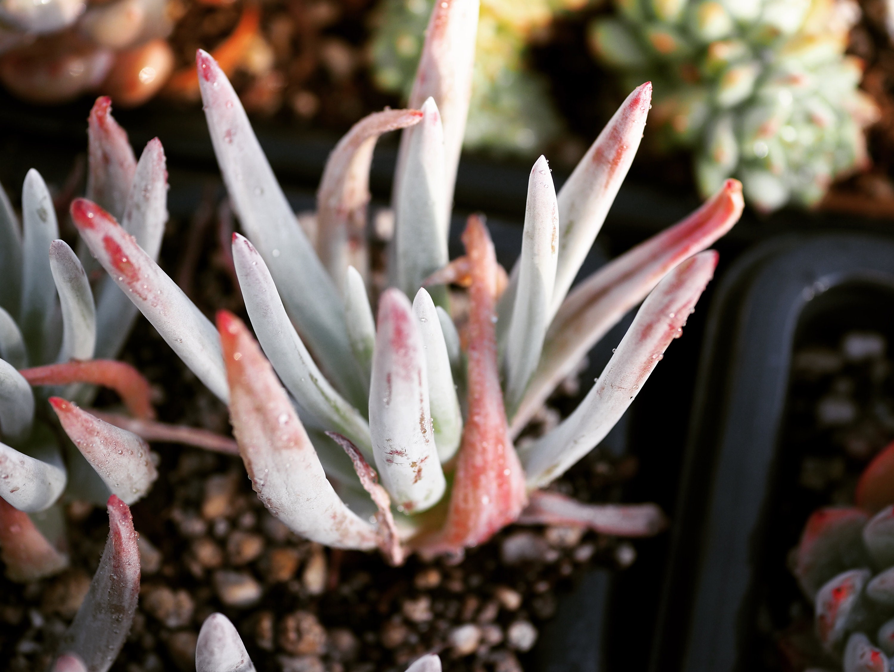 Real Plants Dudleya Edulis - Etsy