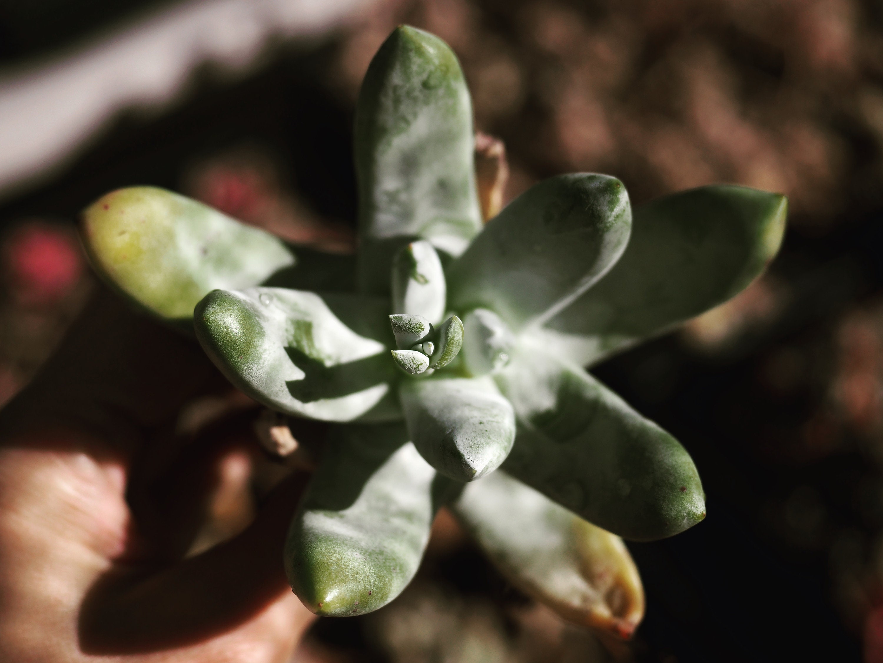 Rare Plants, Dudleya Pachyphytum - Etsy