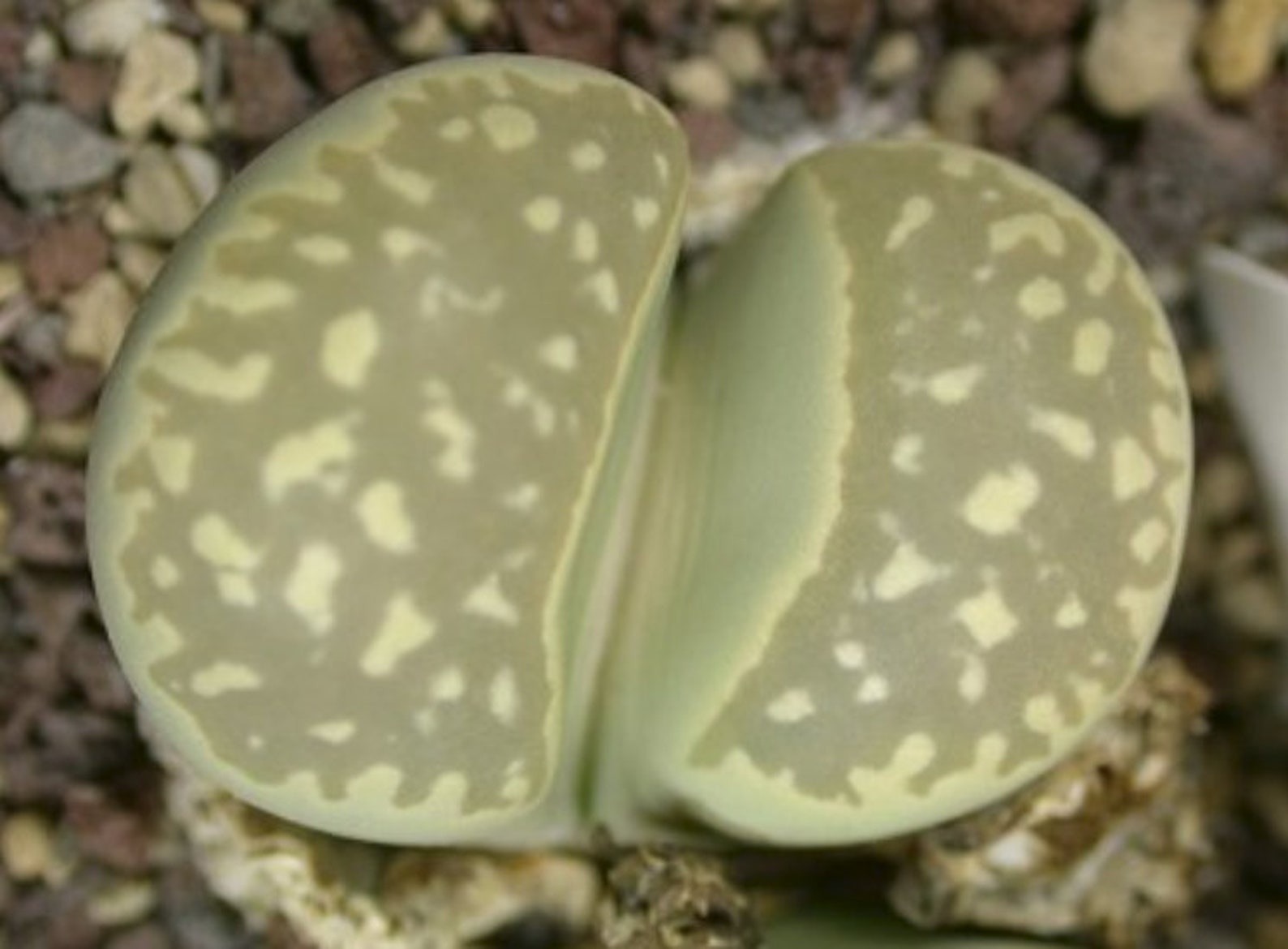 Lithops Marmorata C260 Living Stone Rare Succulent 10 Seeds - Etsy