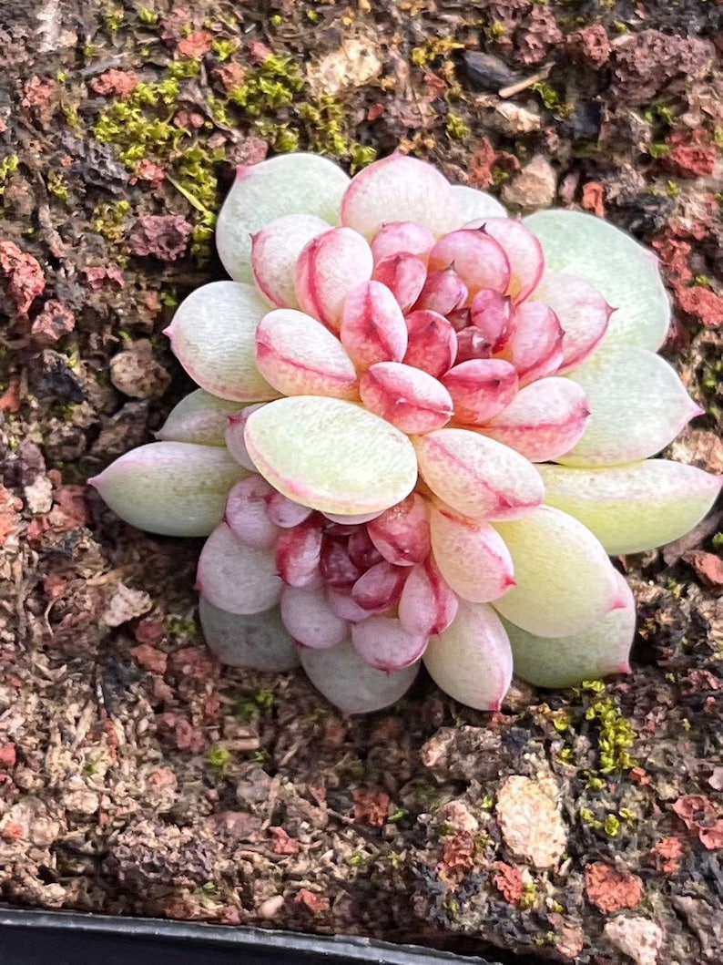 Rare Echeveria Koukihana Seeds: Japanese Succulent Hybrid (10 Seeds) - Etsy