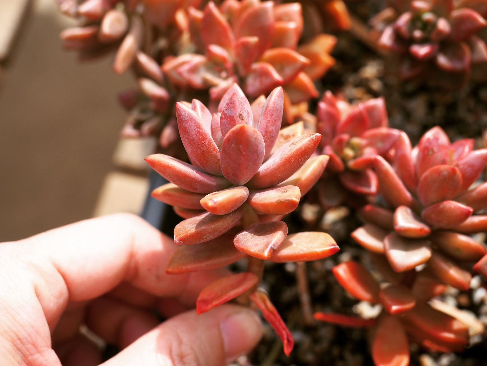 Real Plants Graptoveria Gilva | Etsy