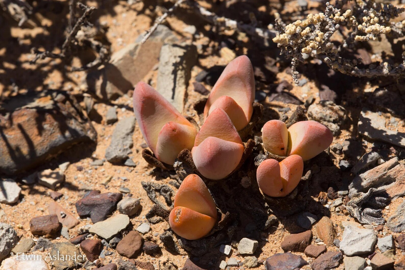 Tanquana Prismatica, Rare Living Stone, 10 Seeds [SEEDS ONLY] - Etsy