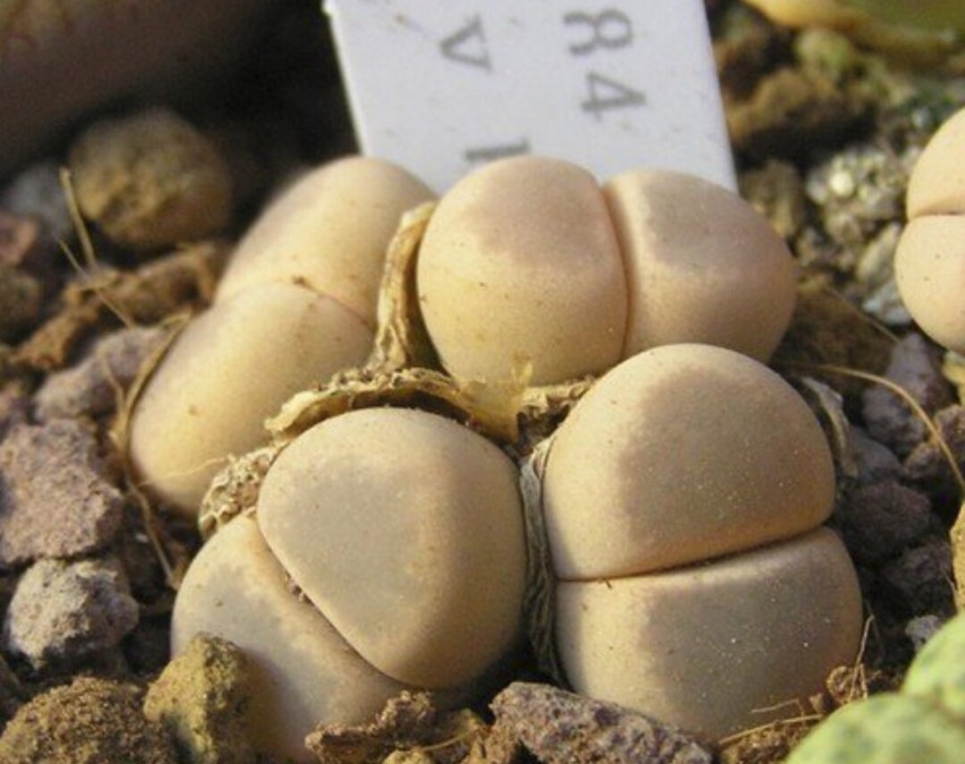 Lithops Dinteri V Brevis C084, 10 Seeds [SEEDS ONLY] - Etsy