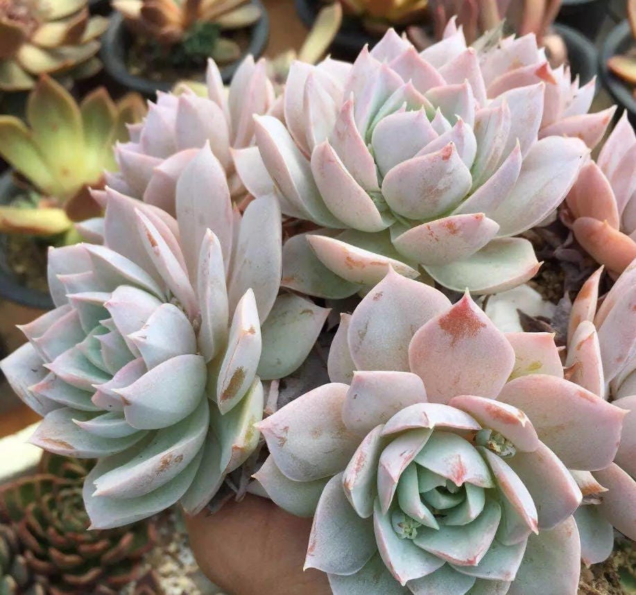 Sedum Suaveolens Rare succulent 10 seeds | Etsy