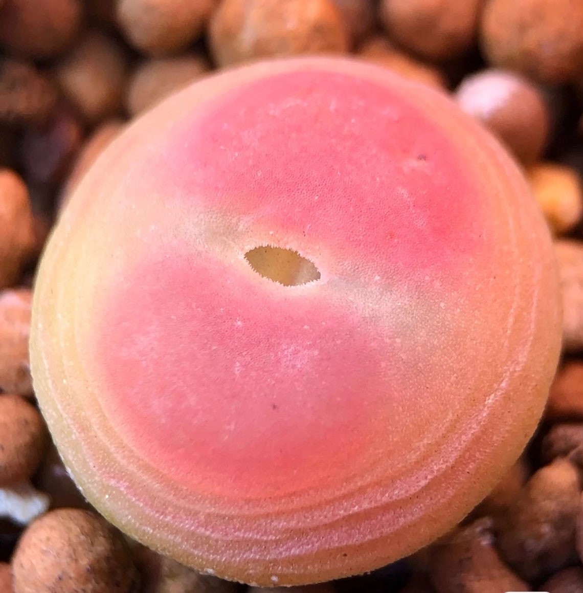 Rare Succulent Conophytum Ratum SH1200 5 Seeds - Etsy