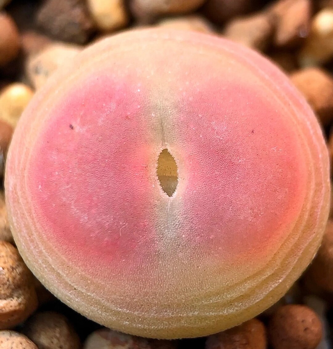 Rare Succulent, Conophytum Ratum SH1200, 5 Seeds - Etsy