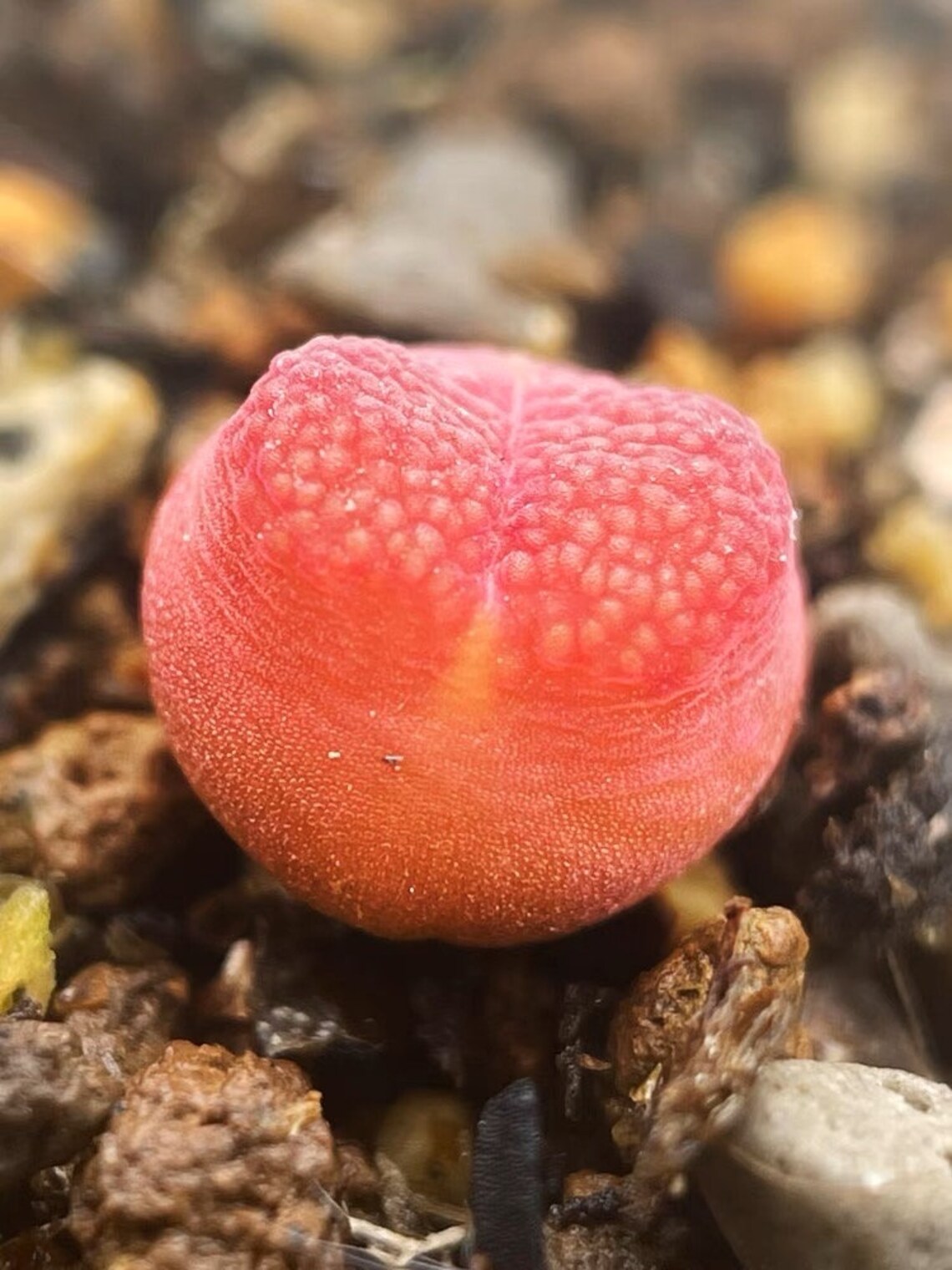 Conophytum Acutum Hort Wiese , Rare Living Stone, 10 Seeds [SEEDS ONLY ...
