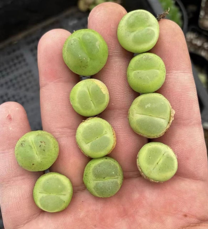 Rare Succulent Conophytum Ratum SH1200 5 Seeds - Etsy