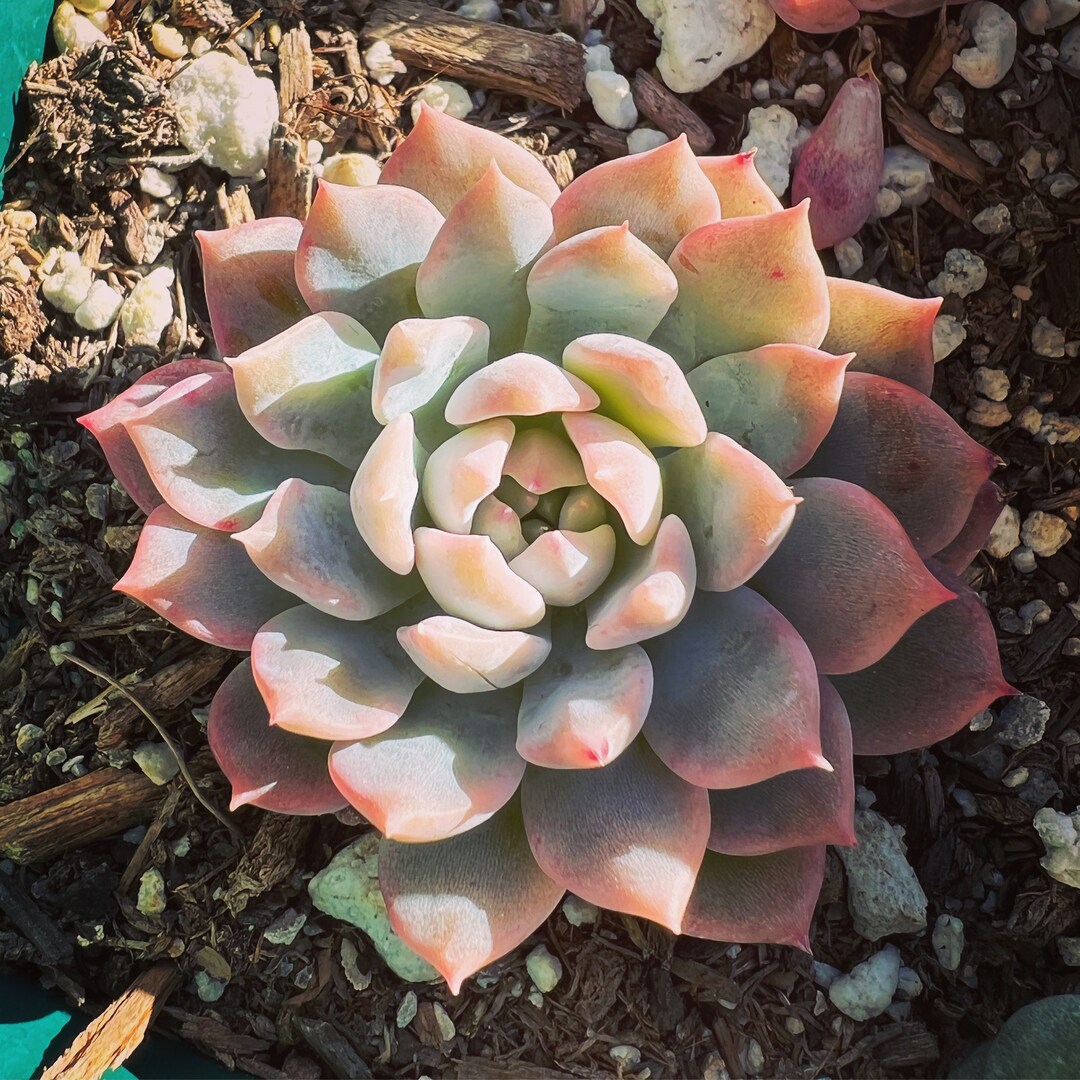 Real Plants, Echeveria Prolifica - Etsy