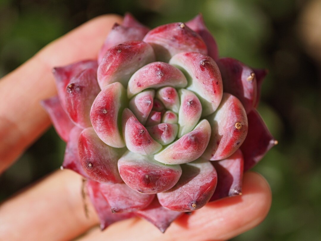 Real Plants, Echeveria Diamond Karoka - Etsy