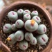 Rare Succulent Seeds, Conophytum Pageae Red Lip, 10 Seeds [SEEDS ONLY ...