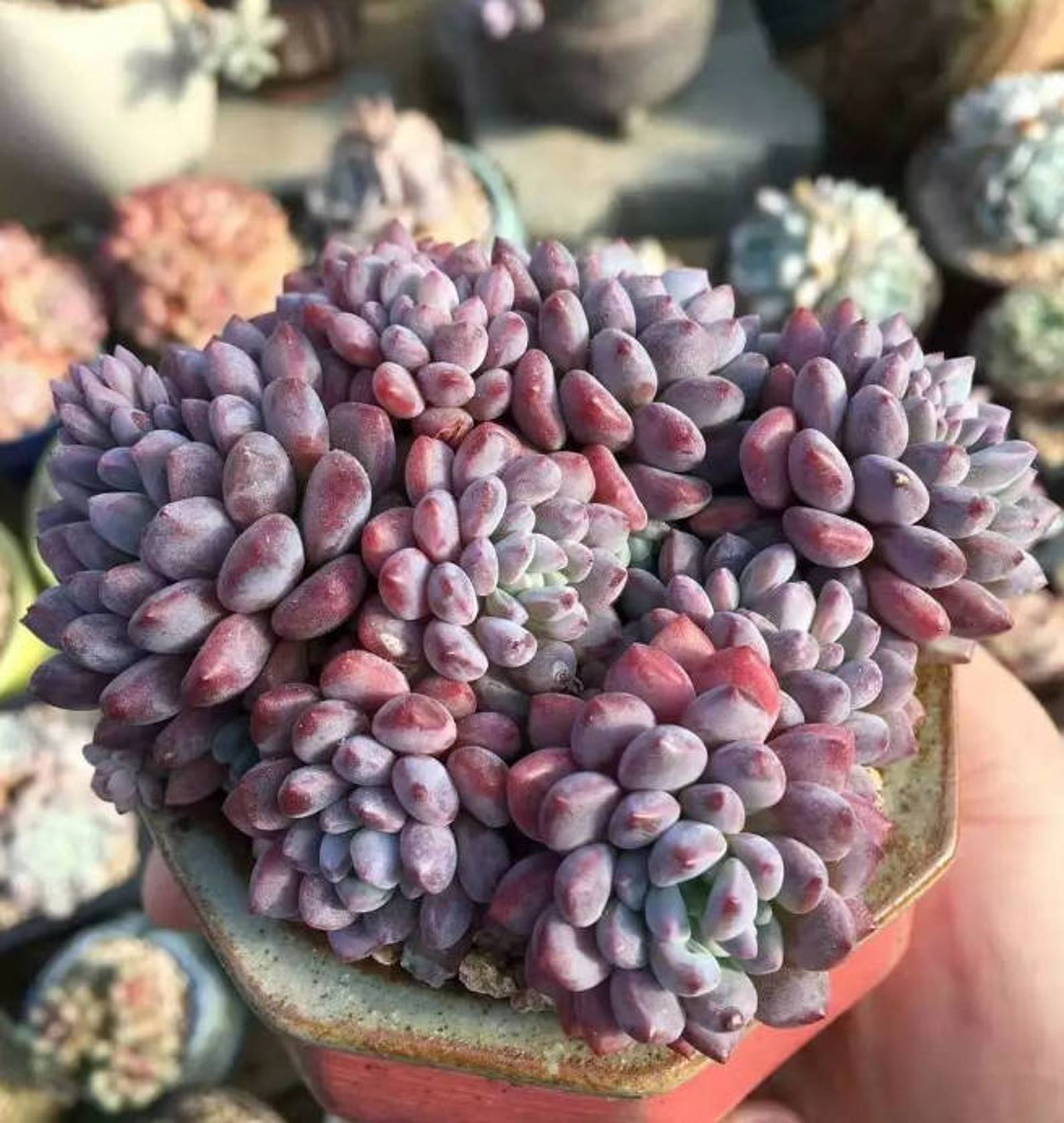 Echeveria Amoena Perote Rare Succulent 10 Seeds - Etsy