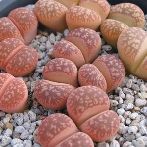 Lithops Aucampiae 'jackson's Jade' C395 10 Seeds - Etsy