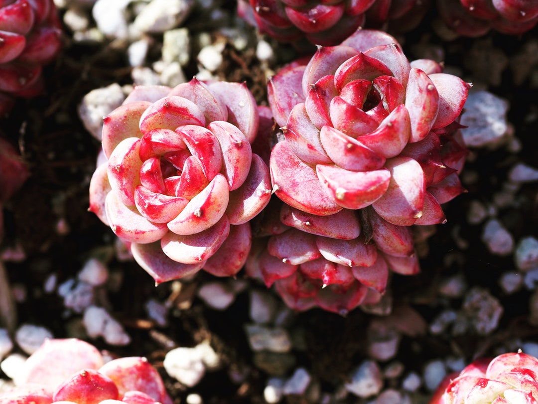Real Plants, Echeveria Red Velvet Clusters - Etsy