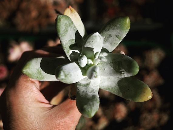 Rare Plants Dudleya Pachyphytum - Etsy