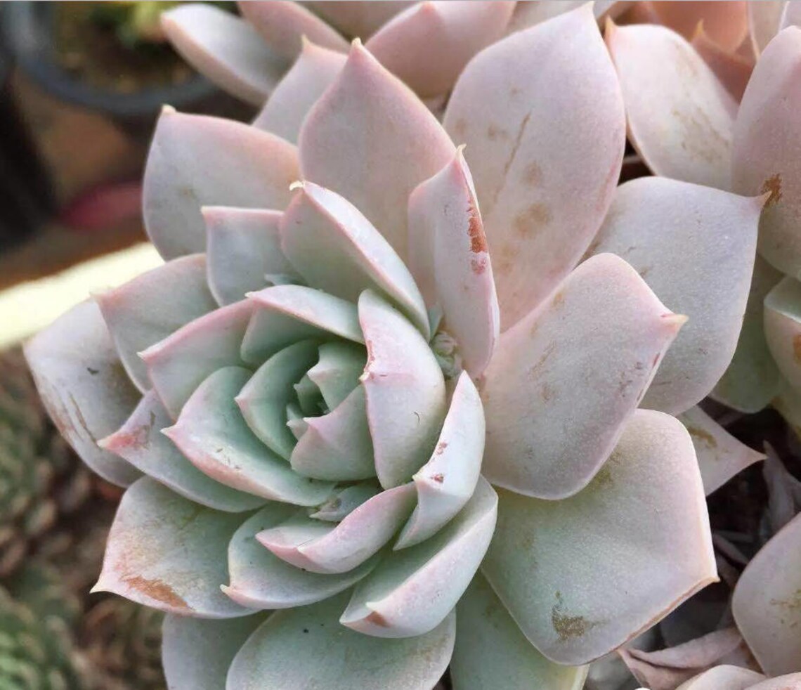 Sedum Suaveolens Rare succulent 10 seeds | Etsy
