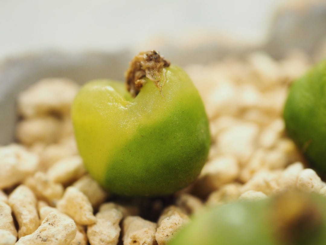 Rare Plants, Ophthalmophyllum Latum Kipbok 1798.76 - Etsy