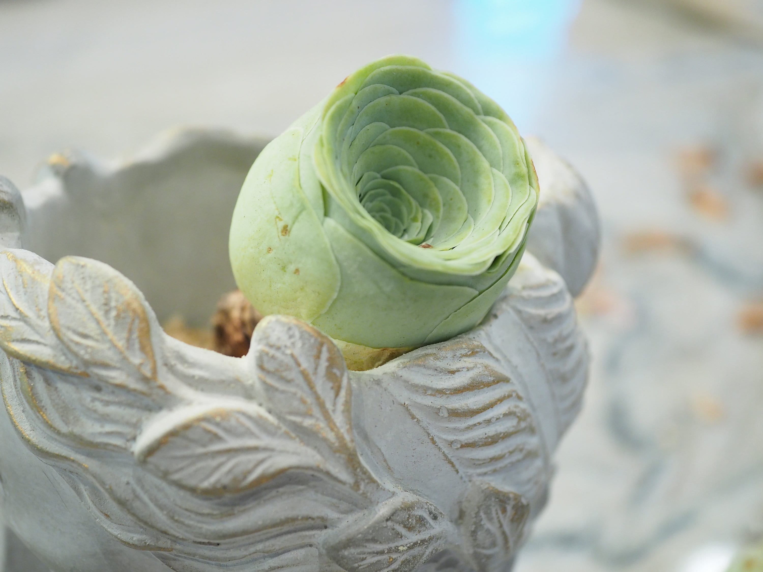 Real Plants Greenovia Monalisa Mountain Roses - Etsy