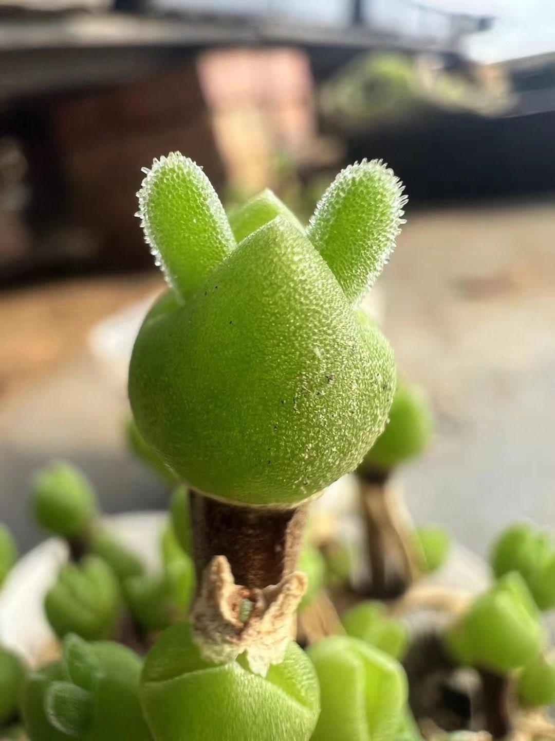 Dicrocaulon Ramulosum Seeds: Rare Succulent (10 Seeds) - Etsy