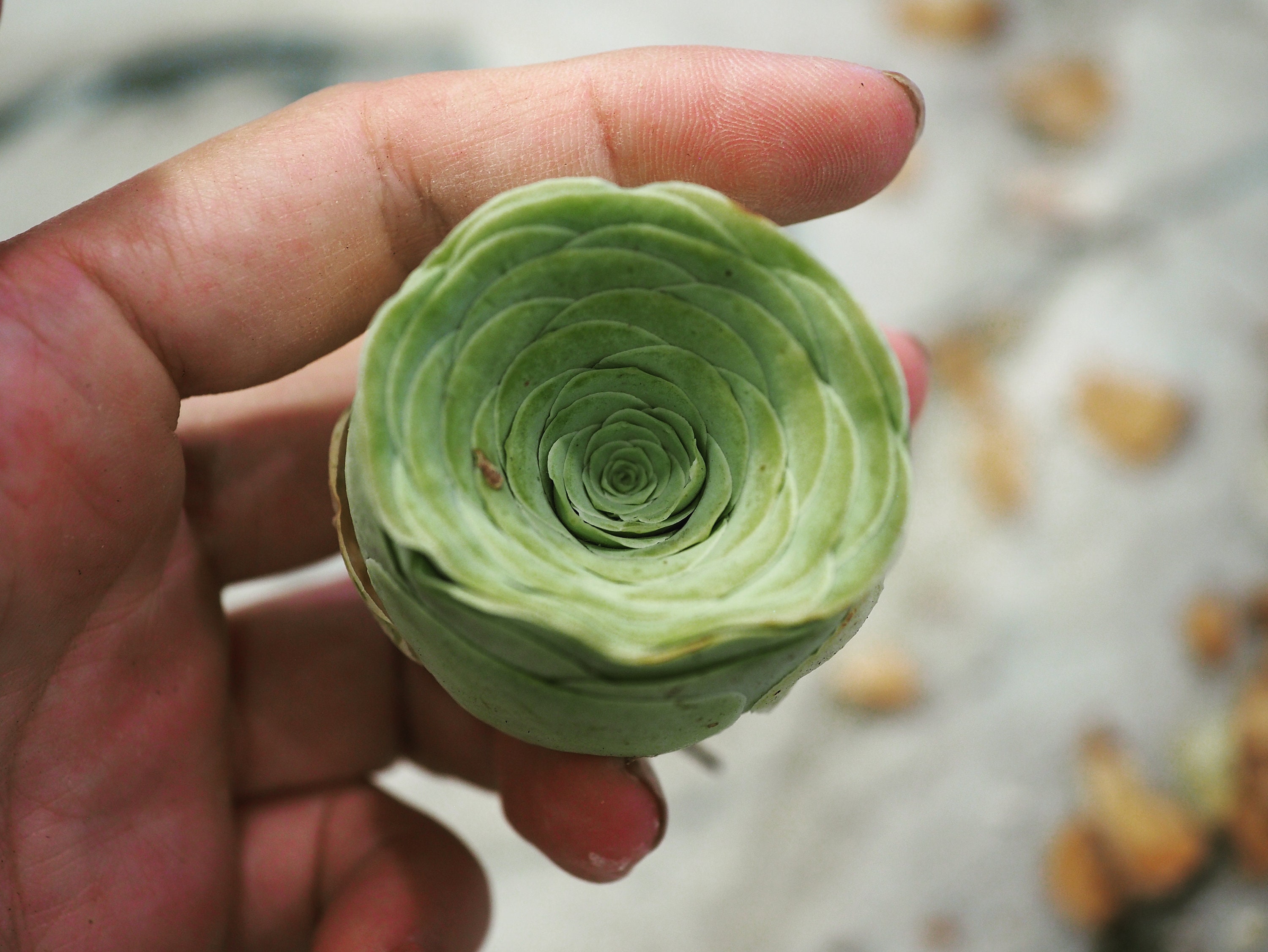 Real Plants Greenovia Monalisa Mountain Roses - Etsy