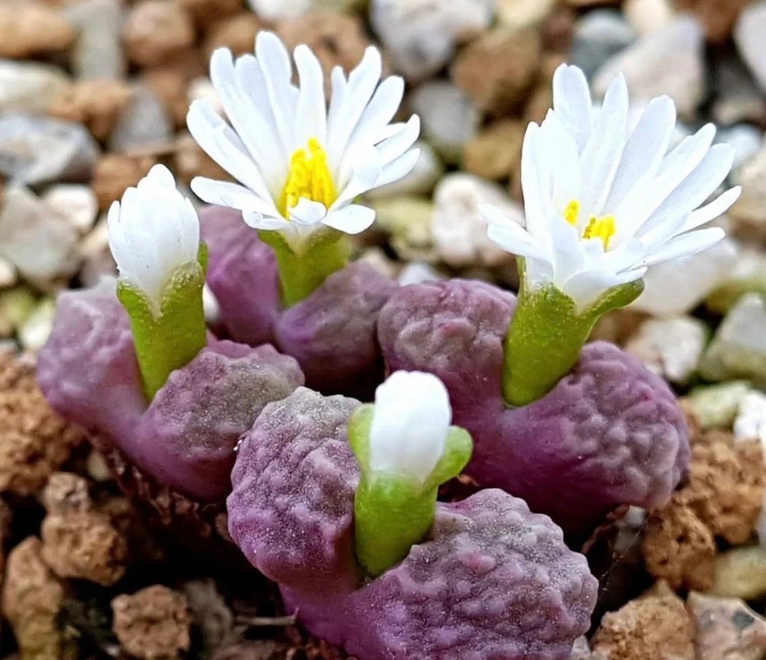 Rare Succulent, Conophytum Rugosum CR2066, 5 Seeds - Etsy