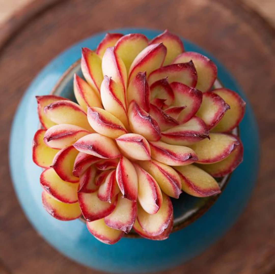 Echeveria Pulidonis, Rare Succulents, 10 Seeds [SEEDS ONLY] - Etsy