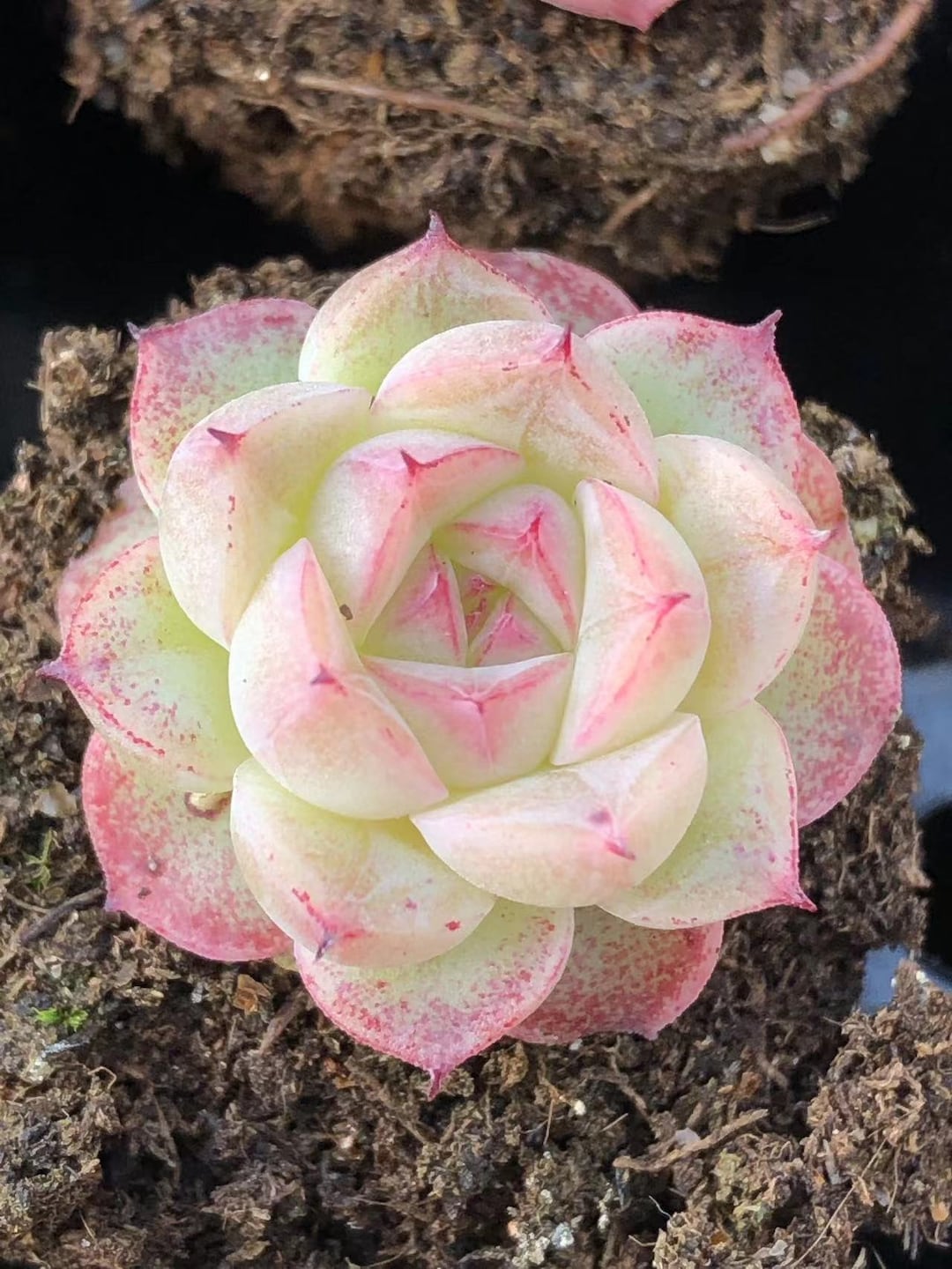 Echeveria Star Ruby Seeds - Rare Succulent (10 Seeds) - Etsy