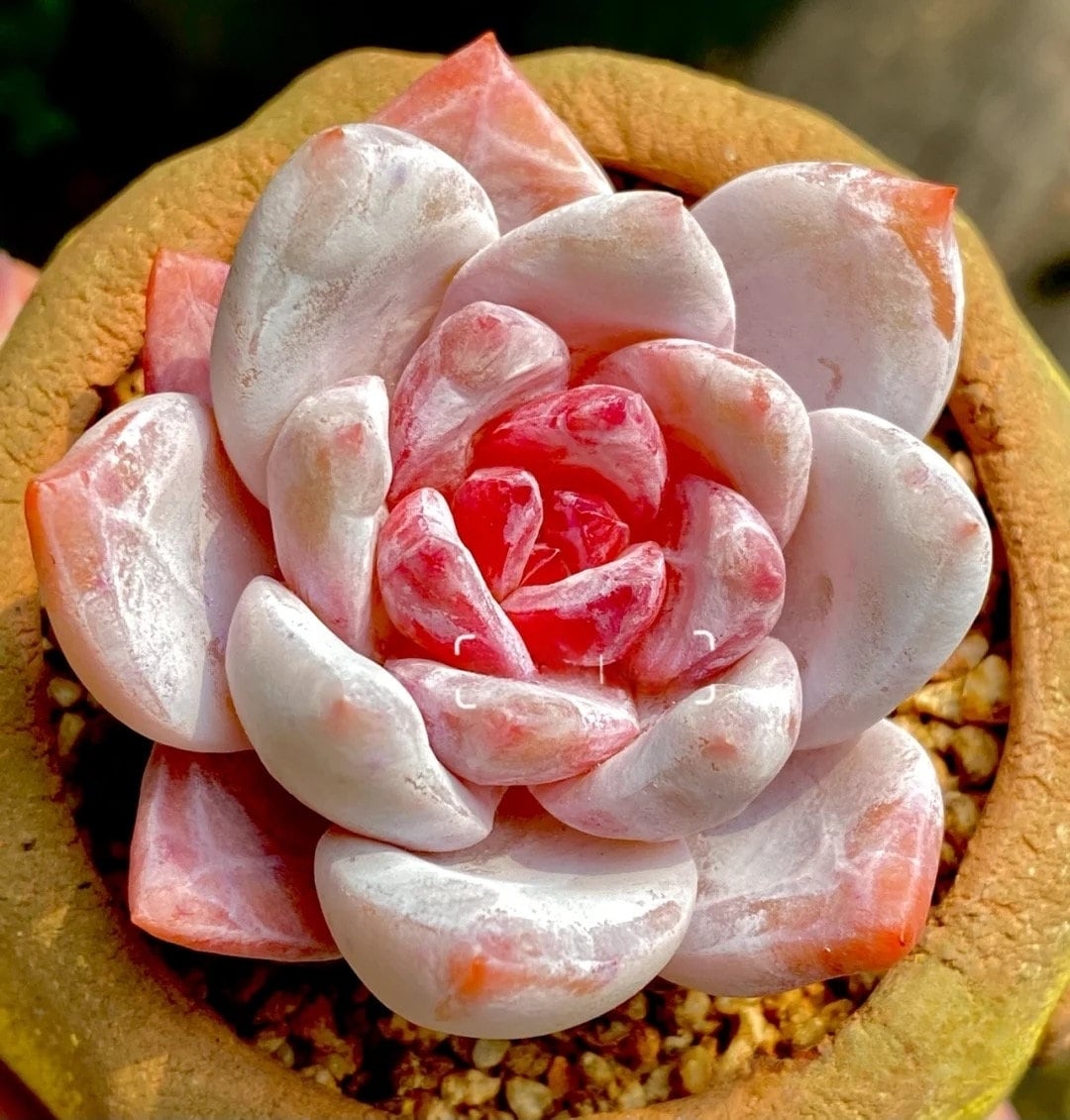 Echeveria Snow Angel Seeds: Rare Sugar Heart Succulent (10 Seeds) - Etsy