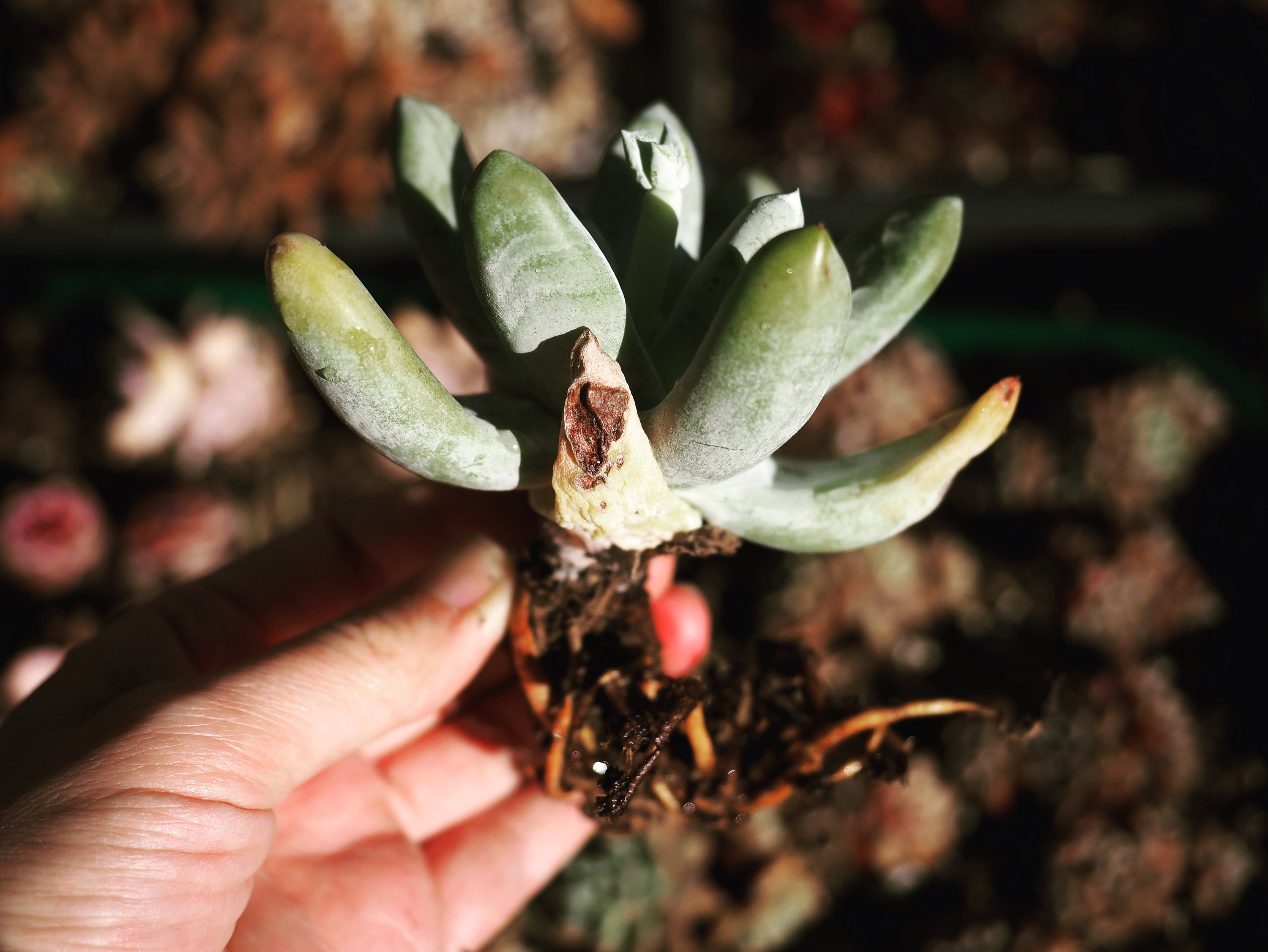 Rare Plants, Dudleya Pachyphytum - Etsy