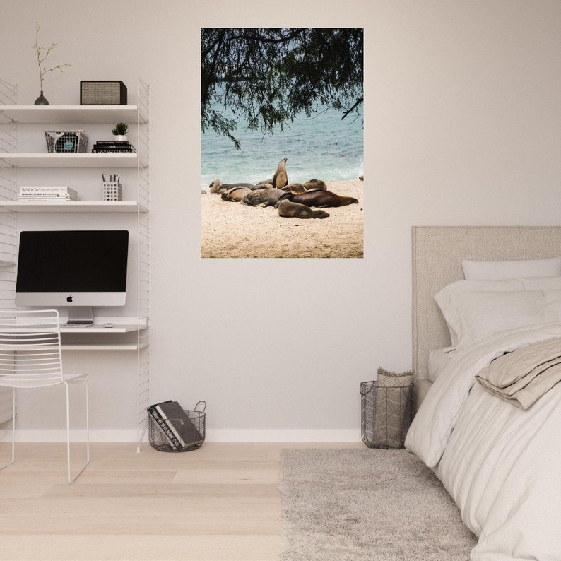 Galapagos Sea Lions on a Beach | Galapagos Wildlife Wall Art Print - Etsy