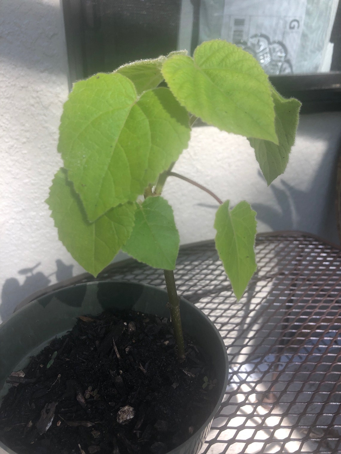 8 Princess Empress Live Tree, Plant 2 Y.o. Paulownia Tomentosa, Fastest ...