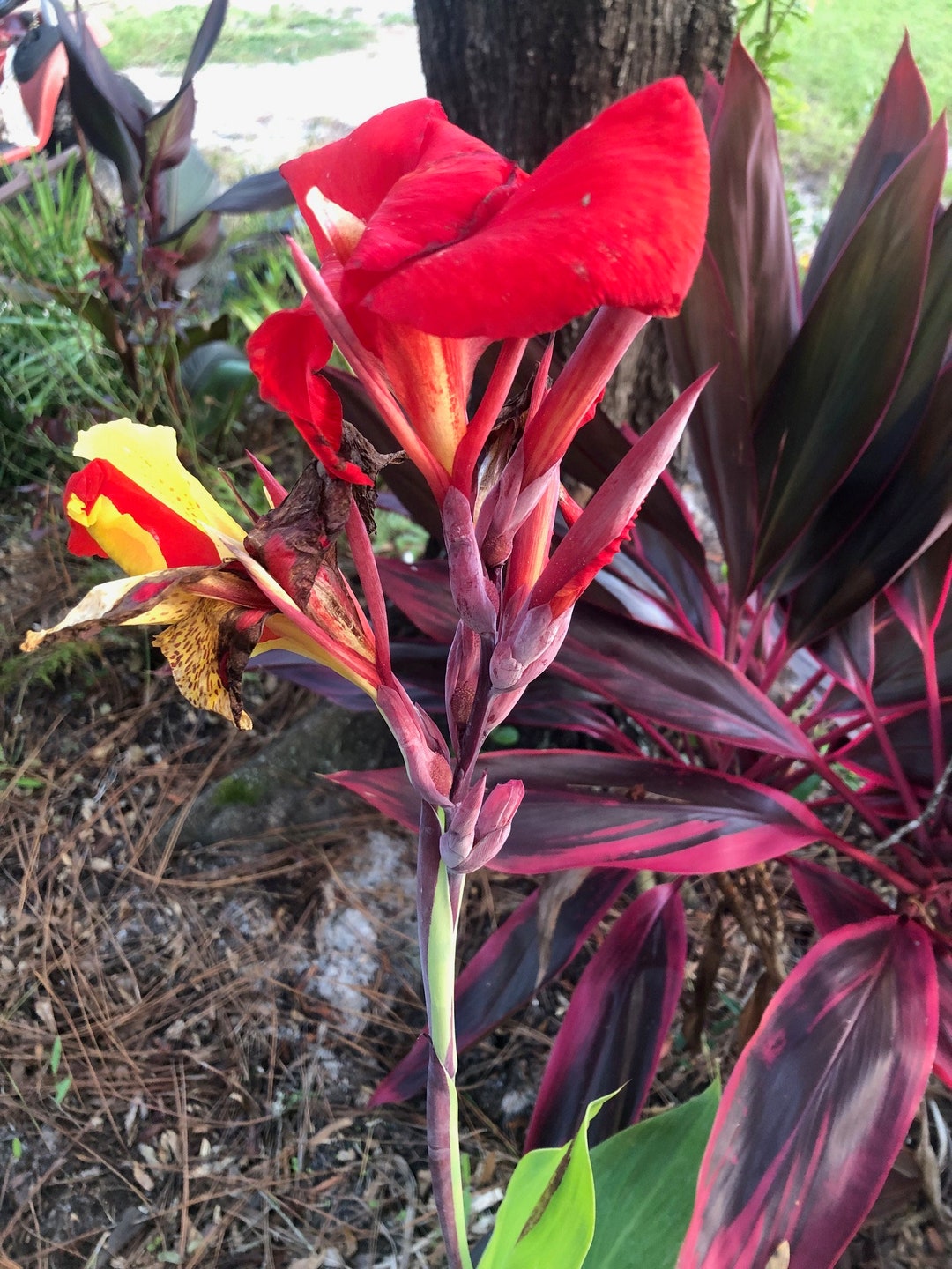 Variegated Canna Lily Rhizome cleopatra, Red & Yellow Blooms Free ...