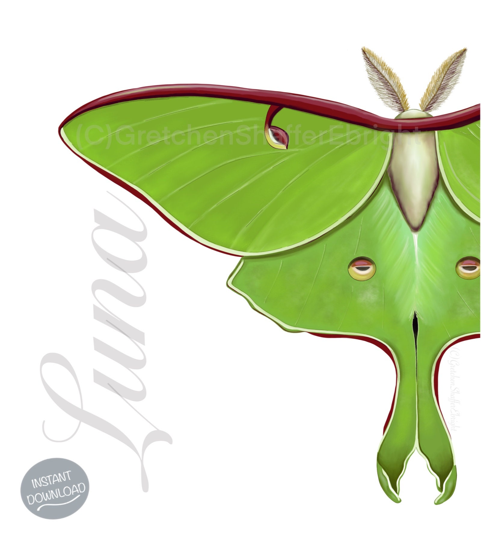 Luna Moth Luna Art Insect Art for Nursery Bug Art Moths Science ...