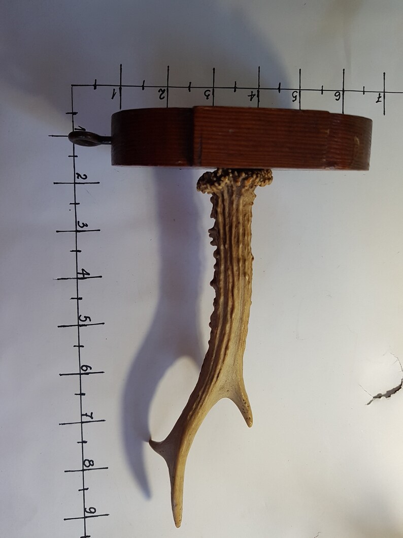 Horn of Roe,natural ROE ANTLER / Pair of Deer Horn / Real Roe Deer ...