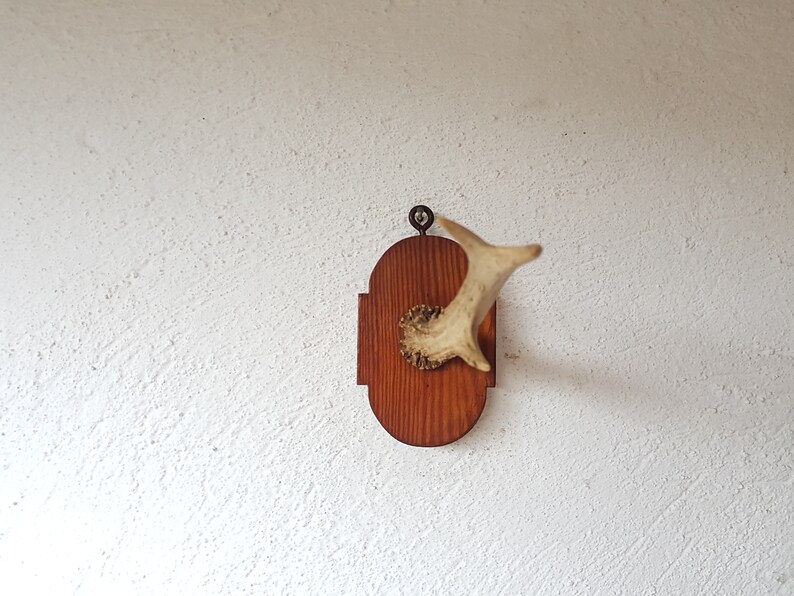 Horn of Roenatural ROE ANTLER / Pair of Deer Horn / Real Roe | Etsy