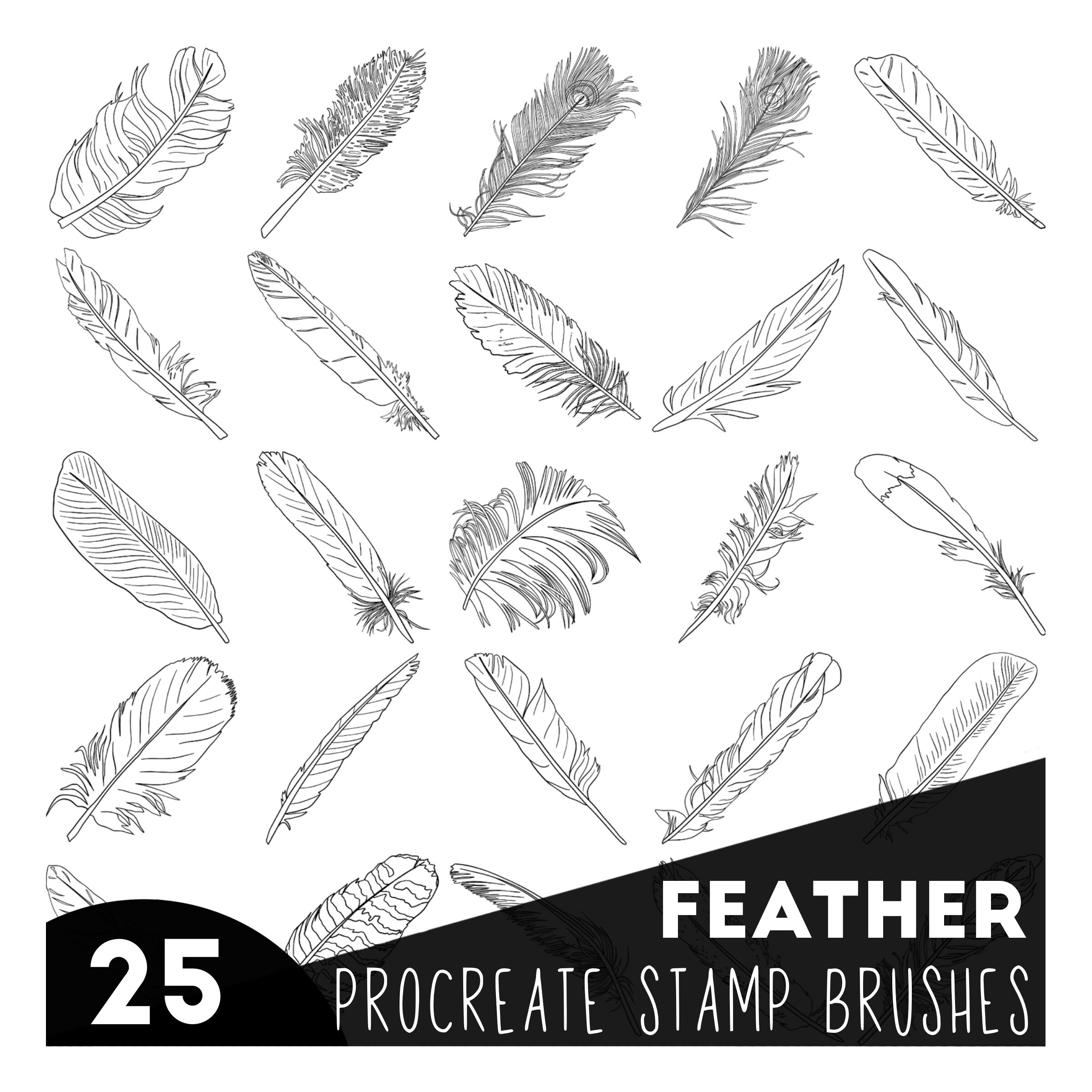 Feather And Bird Drawing