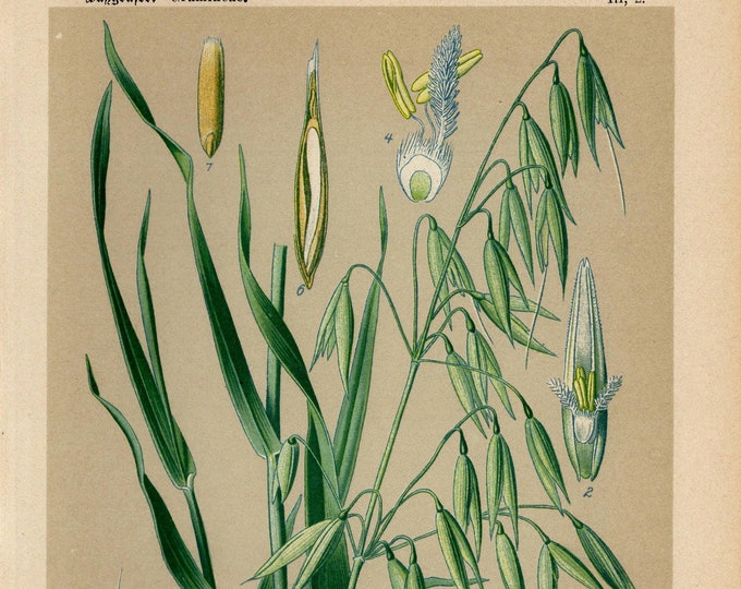 OAT Print Vintage Lithograph From 1894 - Etsy