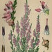 HEATHER LING PRINT Vintage Lithograph From 1894 - Etsy