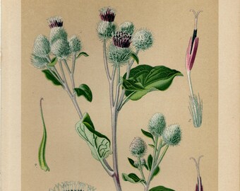 Burdock Plant Drawing