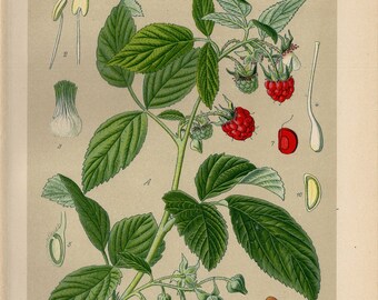 Vintage Prints - Etsy