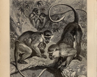 Monkey Engraving | Etsy