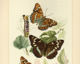 Butterfly Lithograph | Etsy